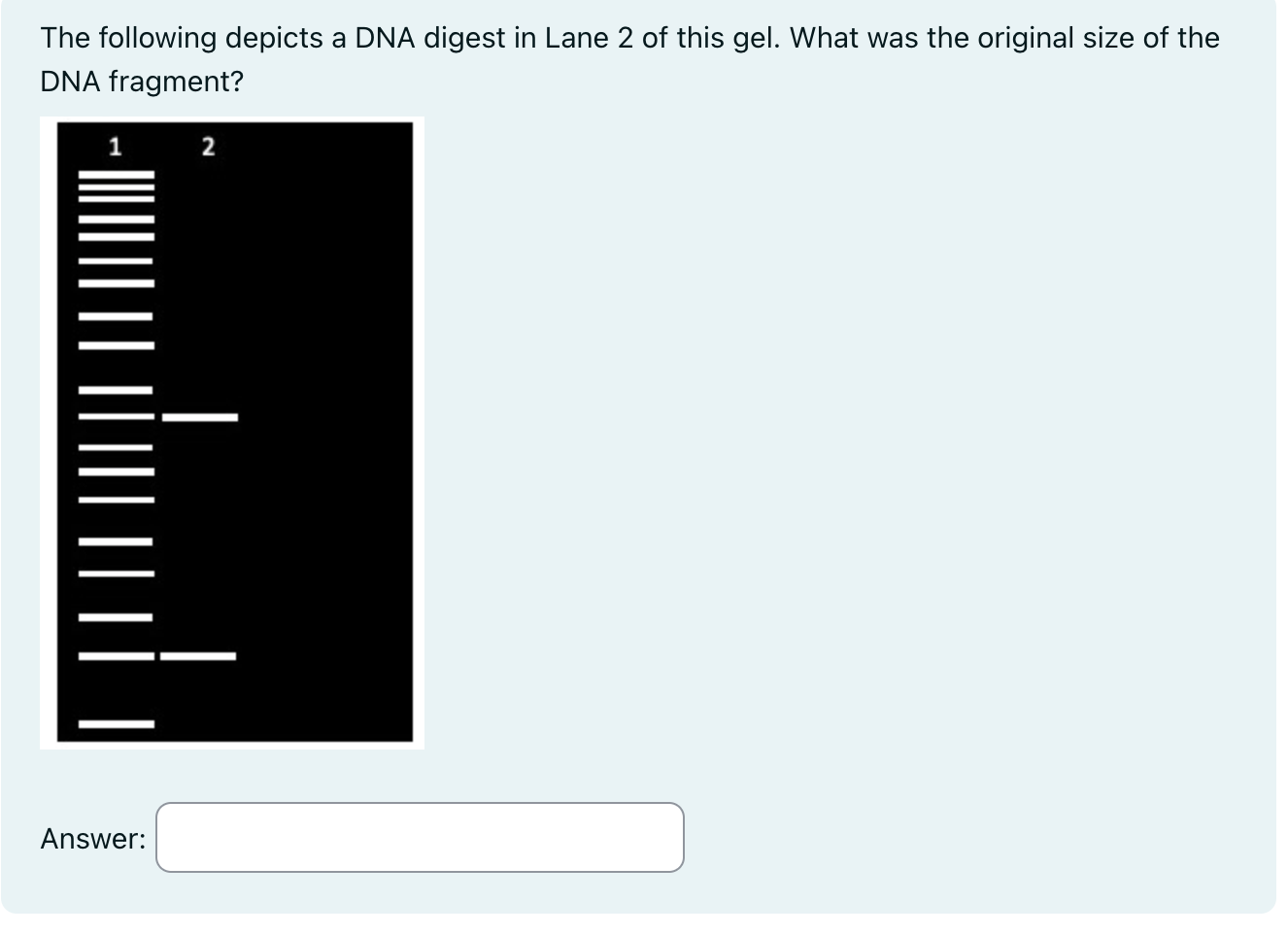 The following depicts a DNA digest in Lane 2 ﻿of this | Chegg.com
