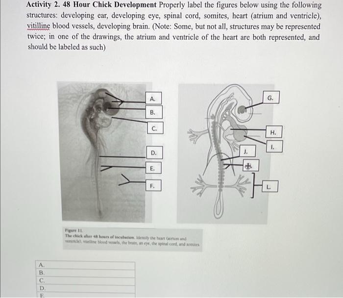 Solved Activity 2. 48 Hour Chick Development Properly label | Chegg.com