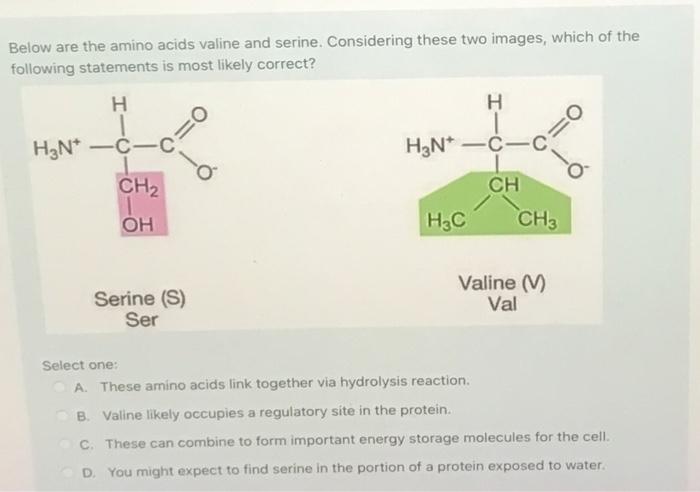 Solved Below are the amino acids valine and serine. | Chegg.com