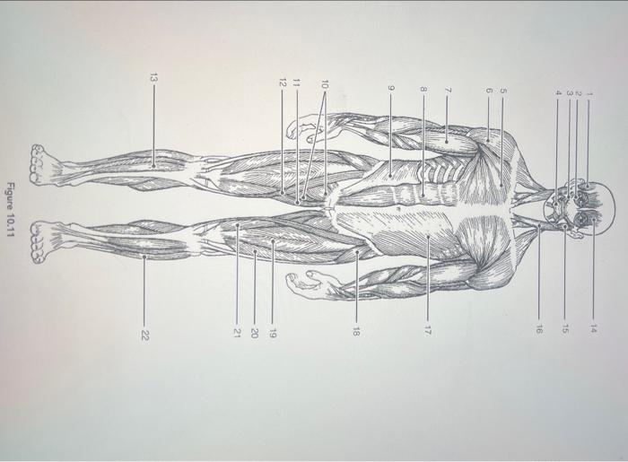 Solved I need help matching the numbers to the figure, thank | Chegg.com