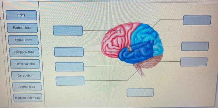 Solved Pons Parietal lobe Spinal cord Temporal lobe DODO | Chegg.com