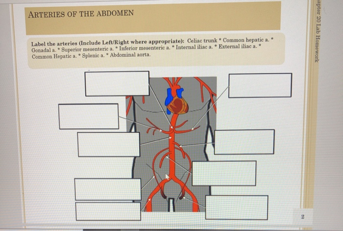 Solved CHAPTER 20 LAB HOMEWORK NAME: LAB SECTION: Chapter 20 | Chegg.com