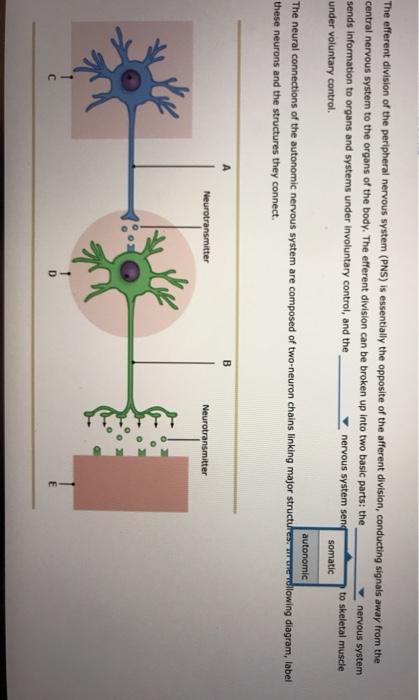 Solved The efferent division of the peripheral nervous | Chegg.com
