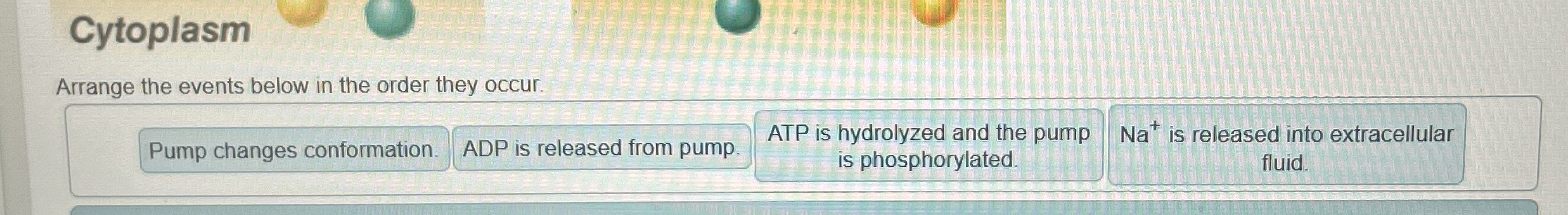 Solved CytoplasmArrange the events below in the order they | Chegg.com