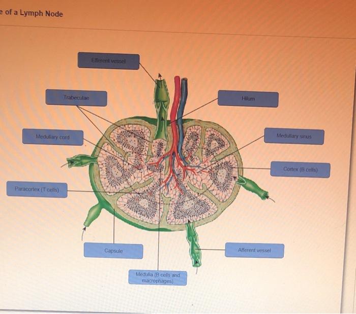Solved e of a Lymph Node Efent veel Trabeculae Hilum | Chegg.com