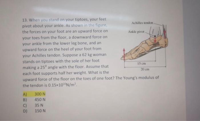 Solved 13. When you stand on your tiptoes, your feet pivot | Chegg.com