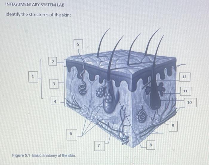 Solved INTEGUMENTARY SYSTEM LAB Identify the structures of | Chegg.com