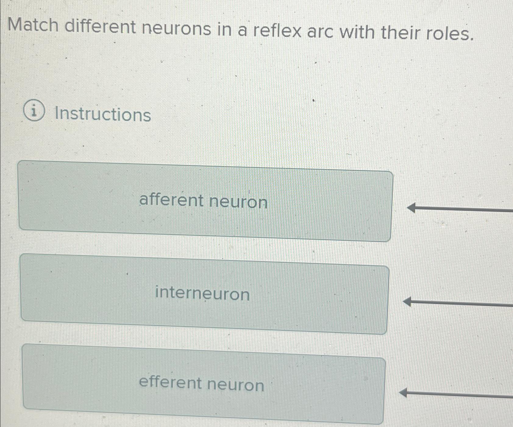 Solved Match different neurons in a reflex arc with their | Chegg.com