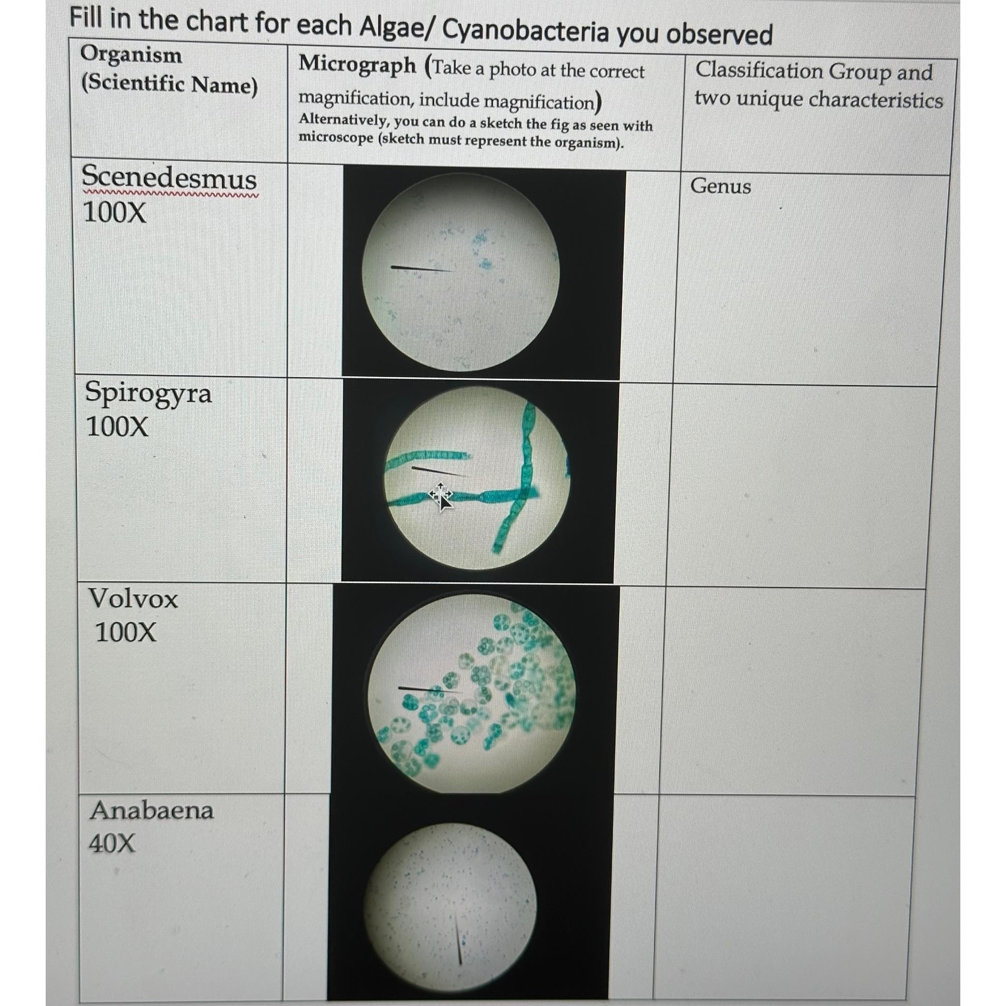 Solved Fill the chart for each Algae/ ﻿Cyanobacteria you | Chegg.com