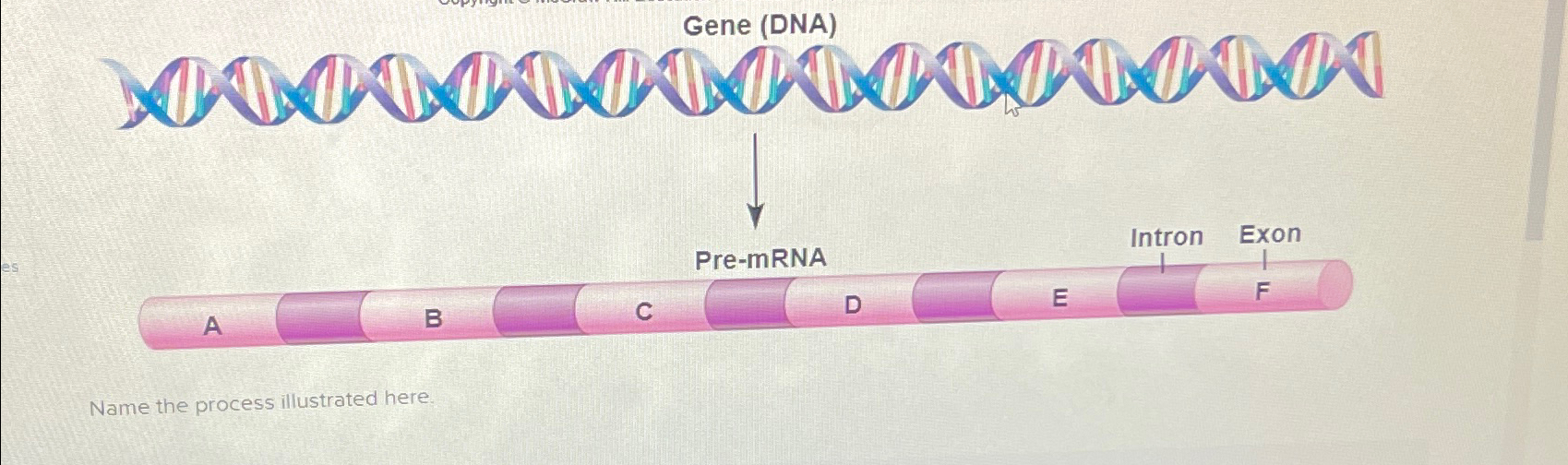 Solved Gene (DNA)Name the process illustrated here | Chegg.com