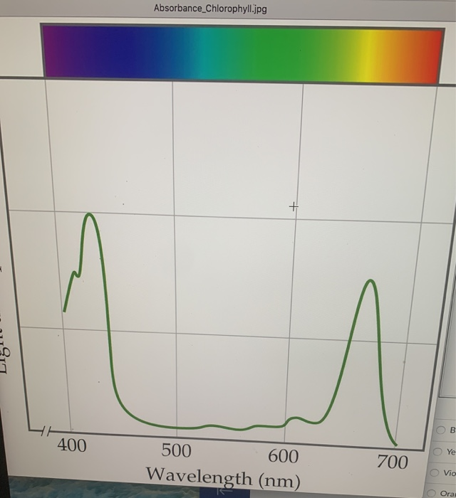 Solved Based on the absorbance spectrum shown below, what | Chegg.com
