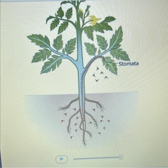 Solved It is an unavoidable fact that plants lose water | Chegg.com