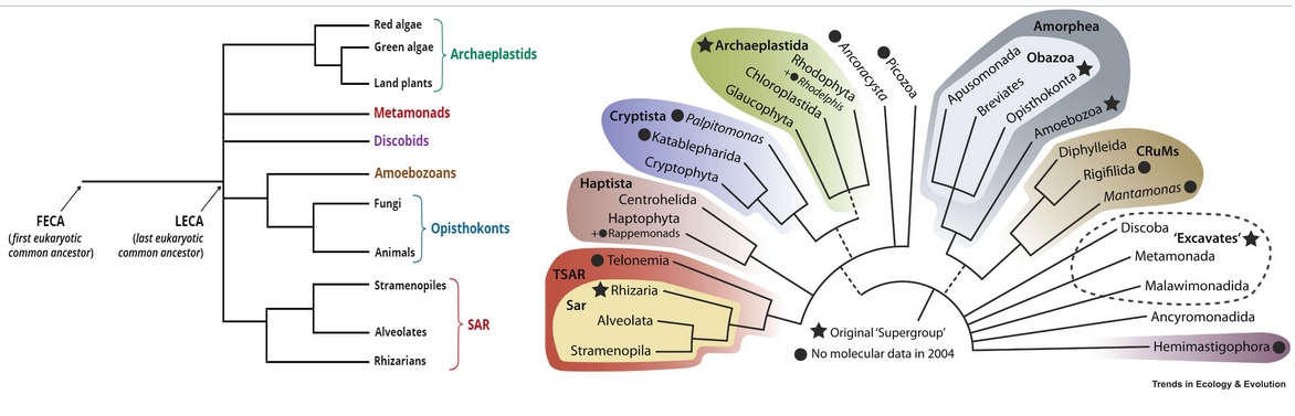 Solved **Tree Construction**Draw a phylogeny with the | Chegg.com