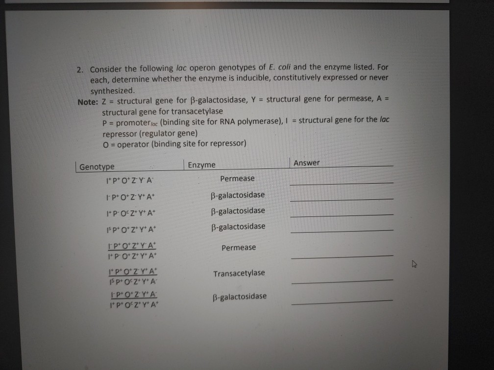 Solved 2. Consider the following lac operon genotypes of E. | Chegg.com