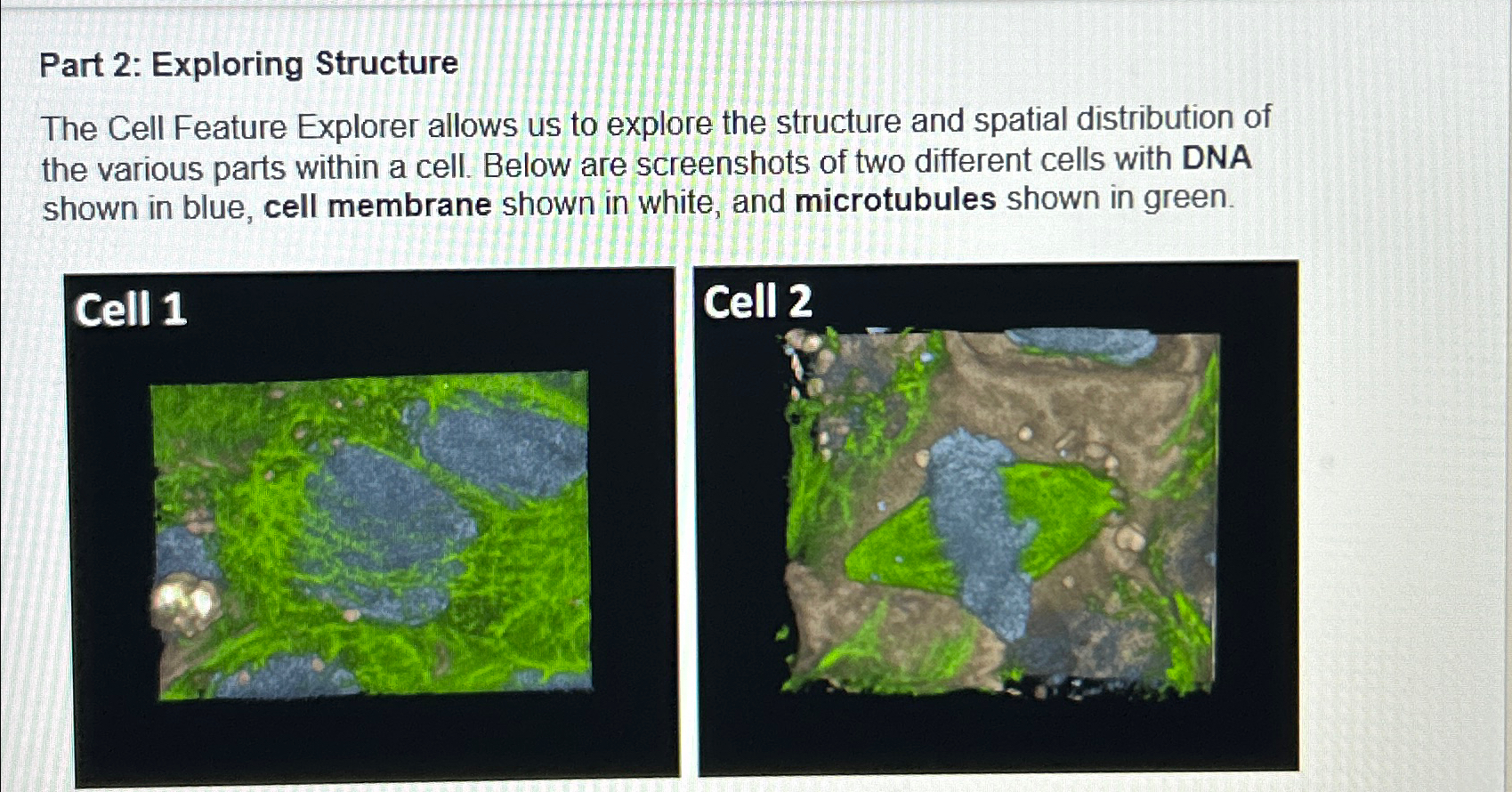 Solved Part 2: Exploring StructureThe Cell Feature Explorer | Chegg.com