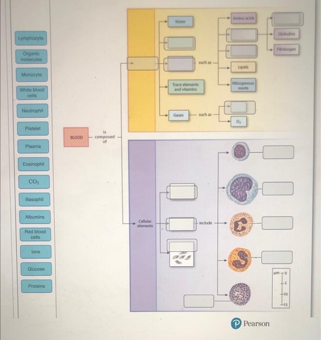 Solved drag the labels onto the diagram to identify the | Chegg.com