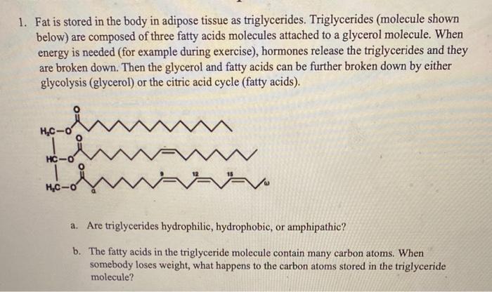 Solved 1. Fat is stored in the body in adipose tissue as | Chegg.com