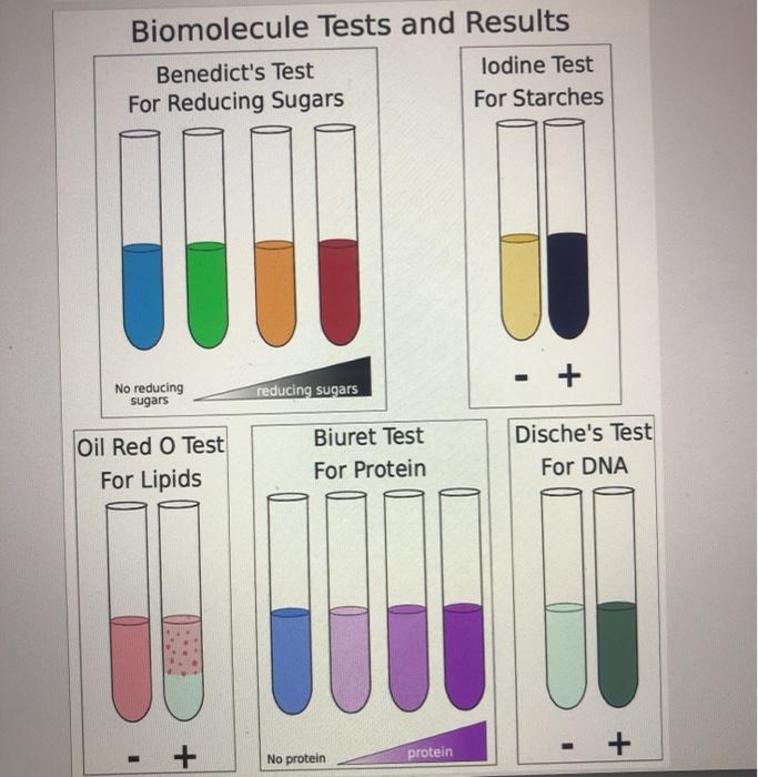 Solved Biomolecule Tests and Results Benedict's Test lodine | Chegg.com