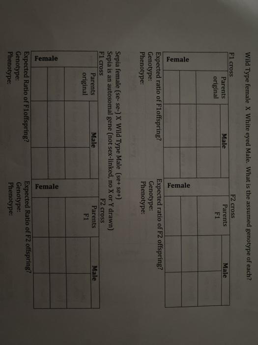 Solved Wild Type female X White eyed Male. What is the | Chegg.com