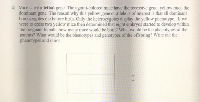 Solved 4) Mice carry a lethal gene. The agouti-colored mice | Chegg.com