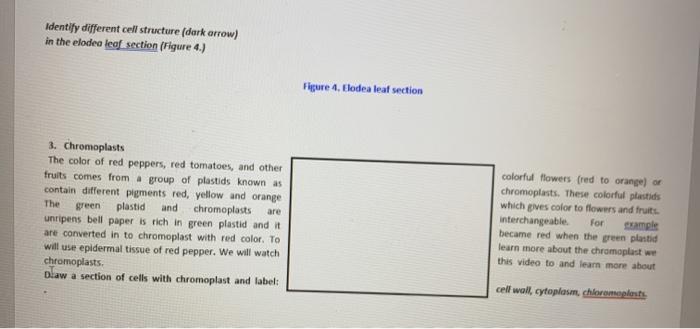 Solved Identify different cell structure (dark arrow) in the | Chegg.com