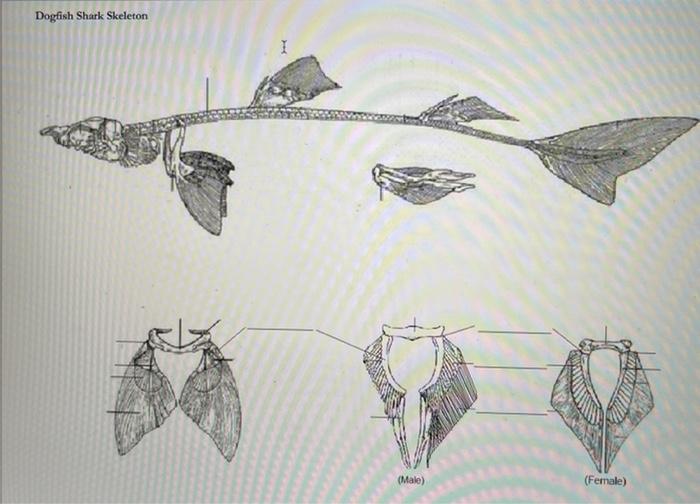 Solved Use the manuals provided to identify the following | Chegg.com