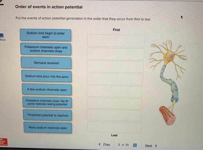 Solved Put the events of action potential generation in the | Chegg.com
