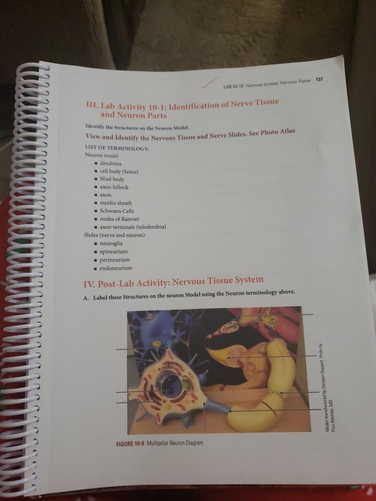 Solved LAB EX10 Nervous System: Nervous Tisue 137 III. Lab | Chegg.com
