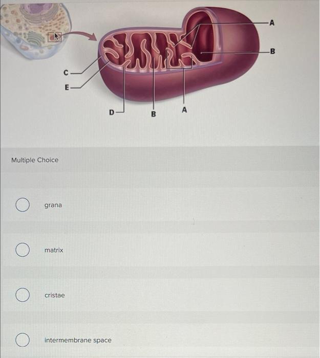 Solved A -B E D A B Multiple Choice grana matrix cristae | Chegg.com