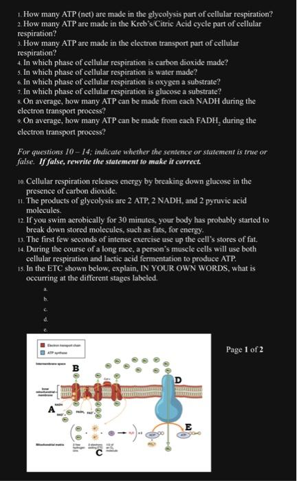 Solved 1. How many ATP (net) are made in the glycolysis part | Chegg.com