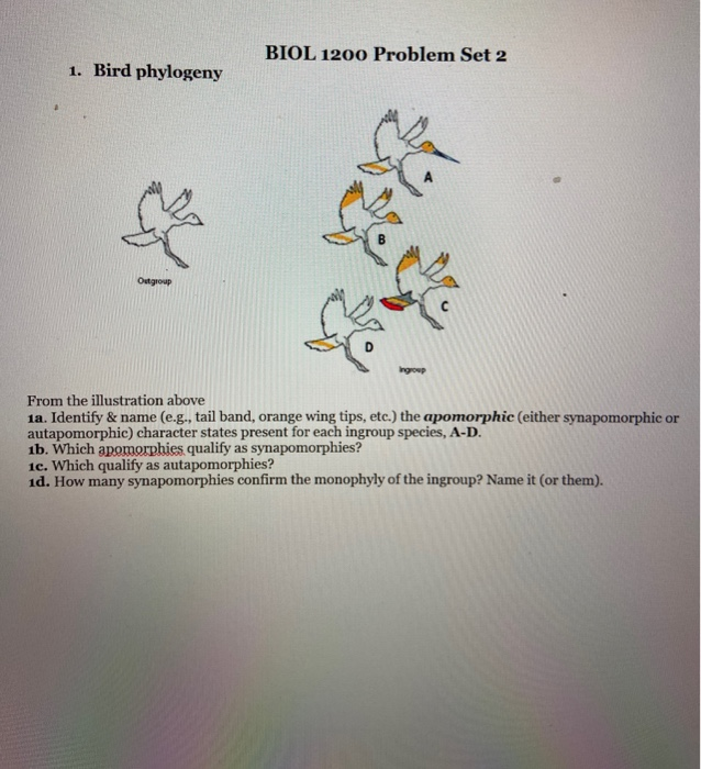 Solved BIOL 1200 Problem Set 2 1. Bird phylogeny ♡ Outgroup | Chegg.com
