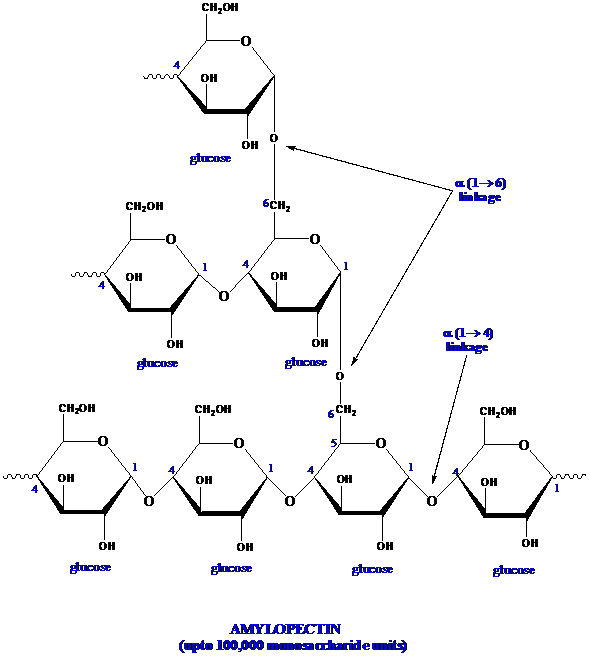 Amylopectin Structure