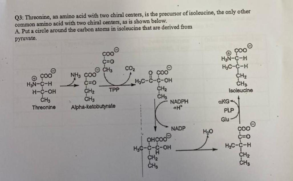 Solved Q3: Threonine, an amino acid with two chiral centers, | Chegg.com