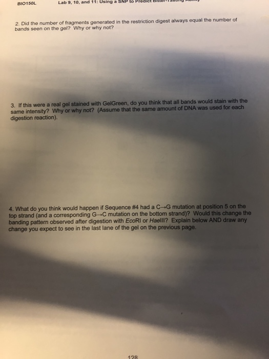 Solved Correct Banding Pattern on Gel (Make Drawing Below) | Chegg.com
