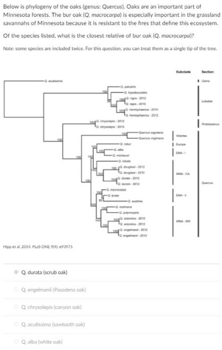 Solved Below is phylogeny of the oaks (genus: Quercus). Oaks | Chegg.com