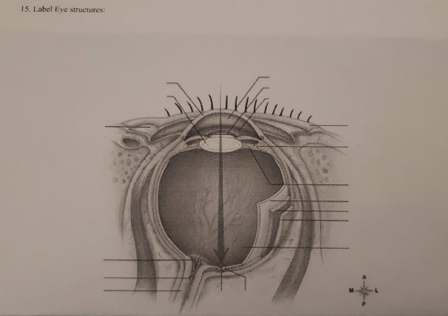 Solved 15. Label Eye structures: | Chegg.com