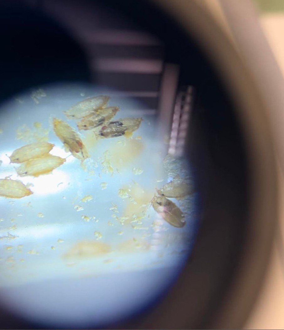 Label adults, pupa and their life stages(early, ﻿mid, | Chegg.com