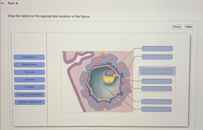 Solved rag the labels to the appropriate location in the | Chegg.com