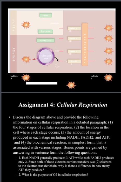 Solved Assignment 4: Cellular Respiration - Discuss the | Chegg.com