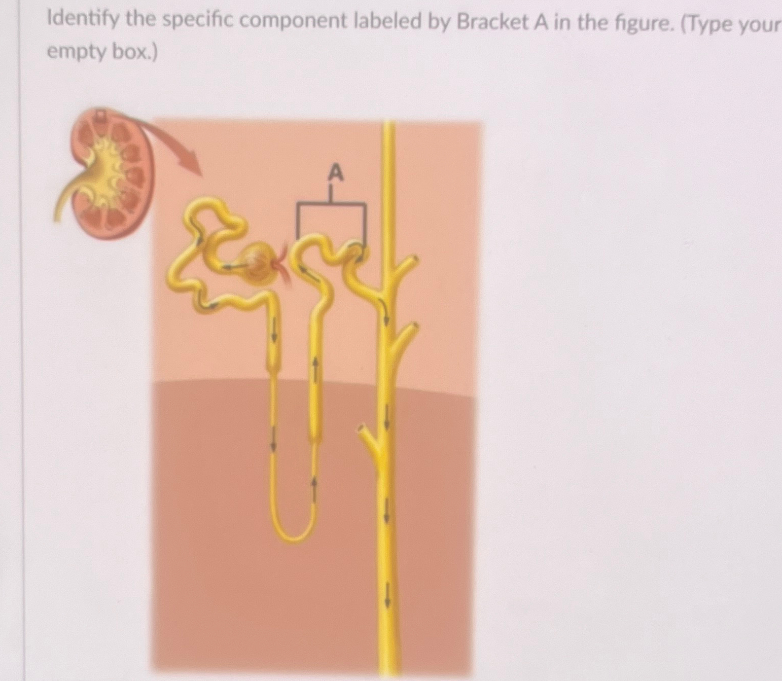 Solved Identify the specific component labeled by Bracket A | Chegg.com