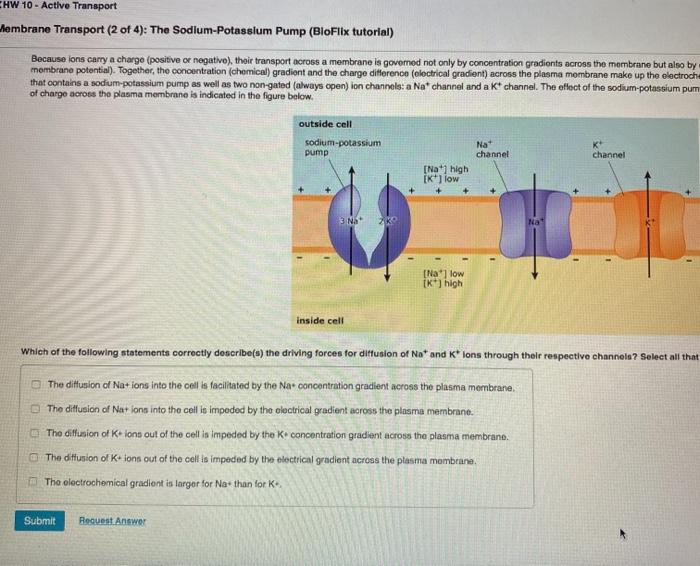 Solved HW 10 - Active Transport lembrane Transport (2 of 4): | Chegg.com