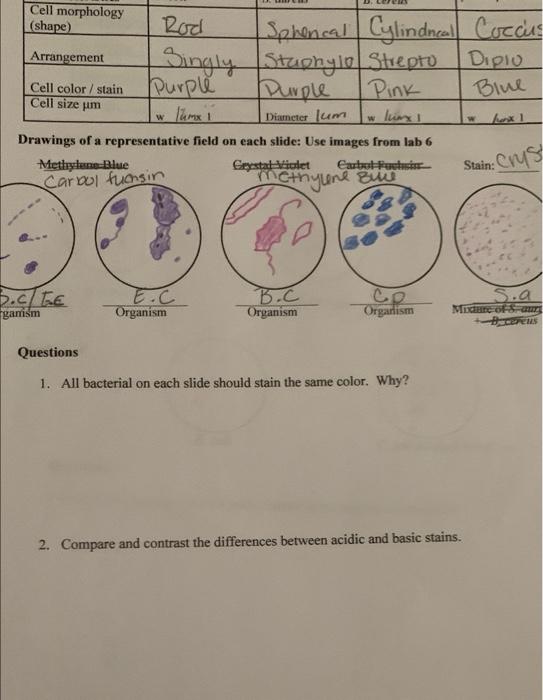 Solved Cell Morphology Shape Arrangement Cell Color