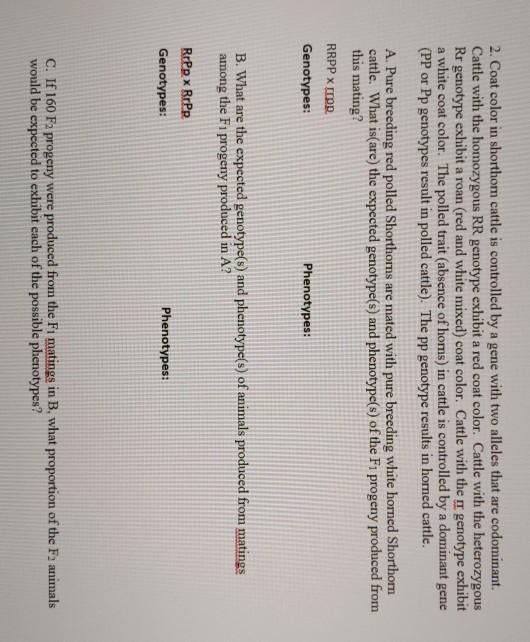 Solved 2. Coat color in shorthom cattle is controlled by a | Chegg.com