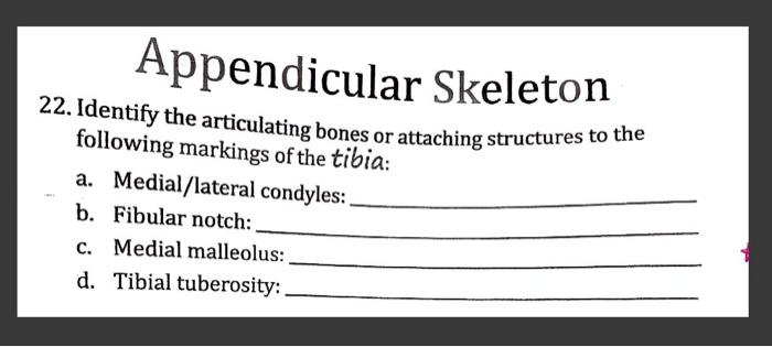 Solved Identify the articulating bones or attaching | Chegg.com