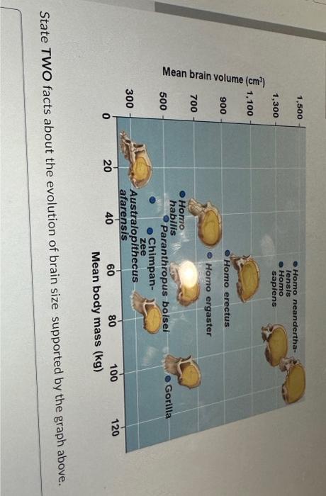State TWO facts about the evolution of brain size | Chegg.com