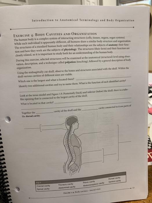 Solved Introduction to Anatomical Terminology and Body | Chegg.com