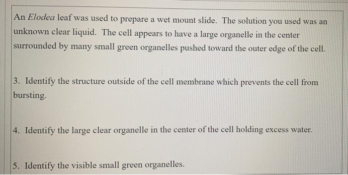 Solved An Elodea leaf was used to prepare a wet mount slide. | Chegg.com