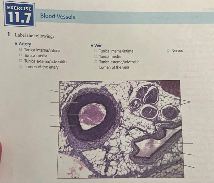 Solved Blood Vessels 1 Label the following: - Artery Tunica | Chegg.com