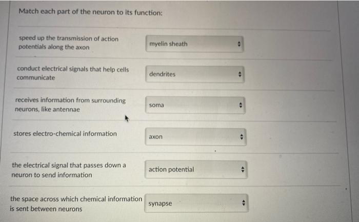 Solved Match each part of the neuron to its function: speed | Chegg.com