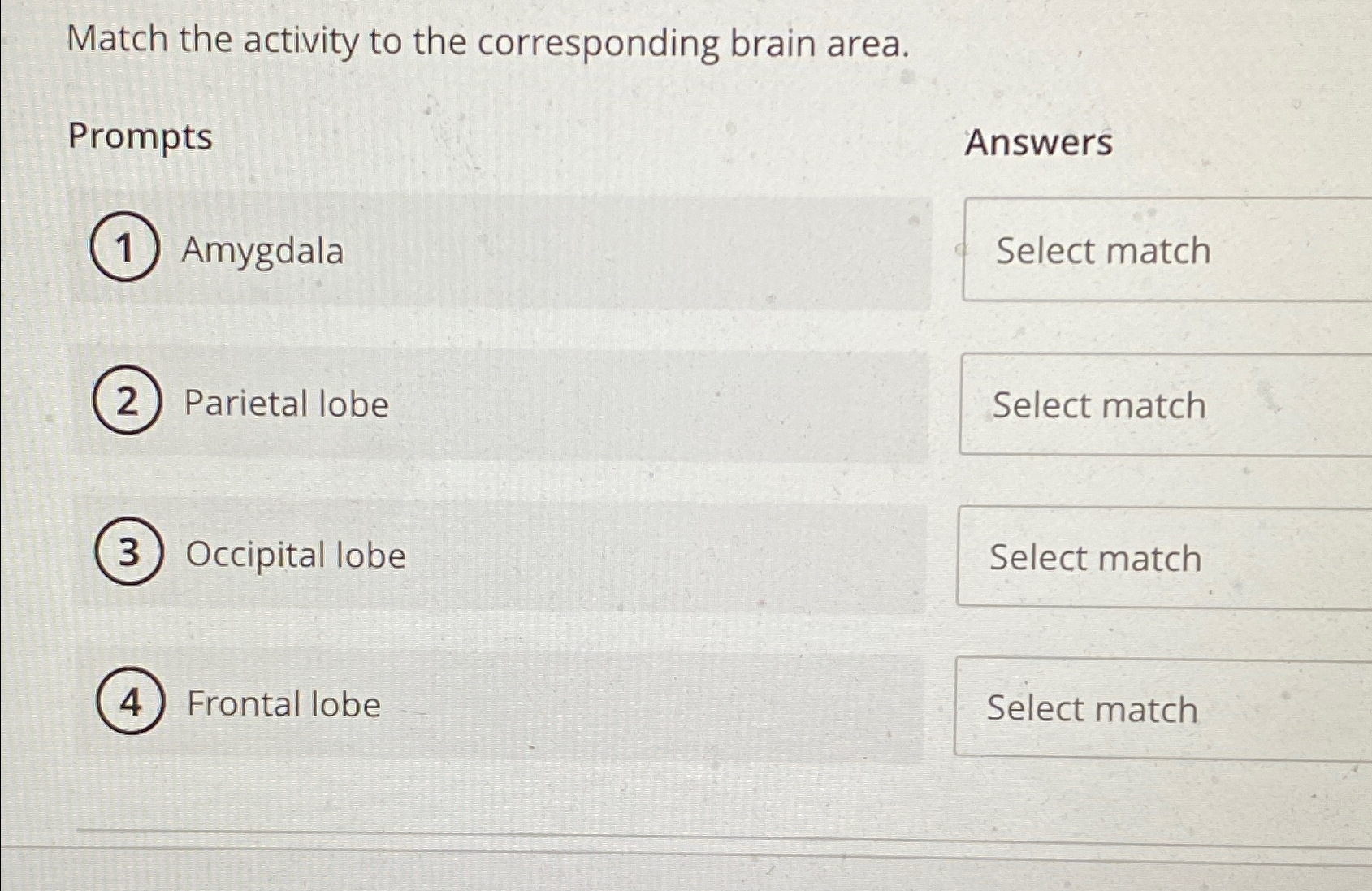 Solved Match the activity to the corresponding brain | Chegg.com